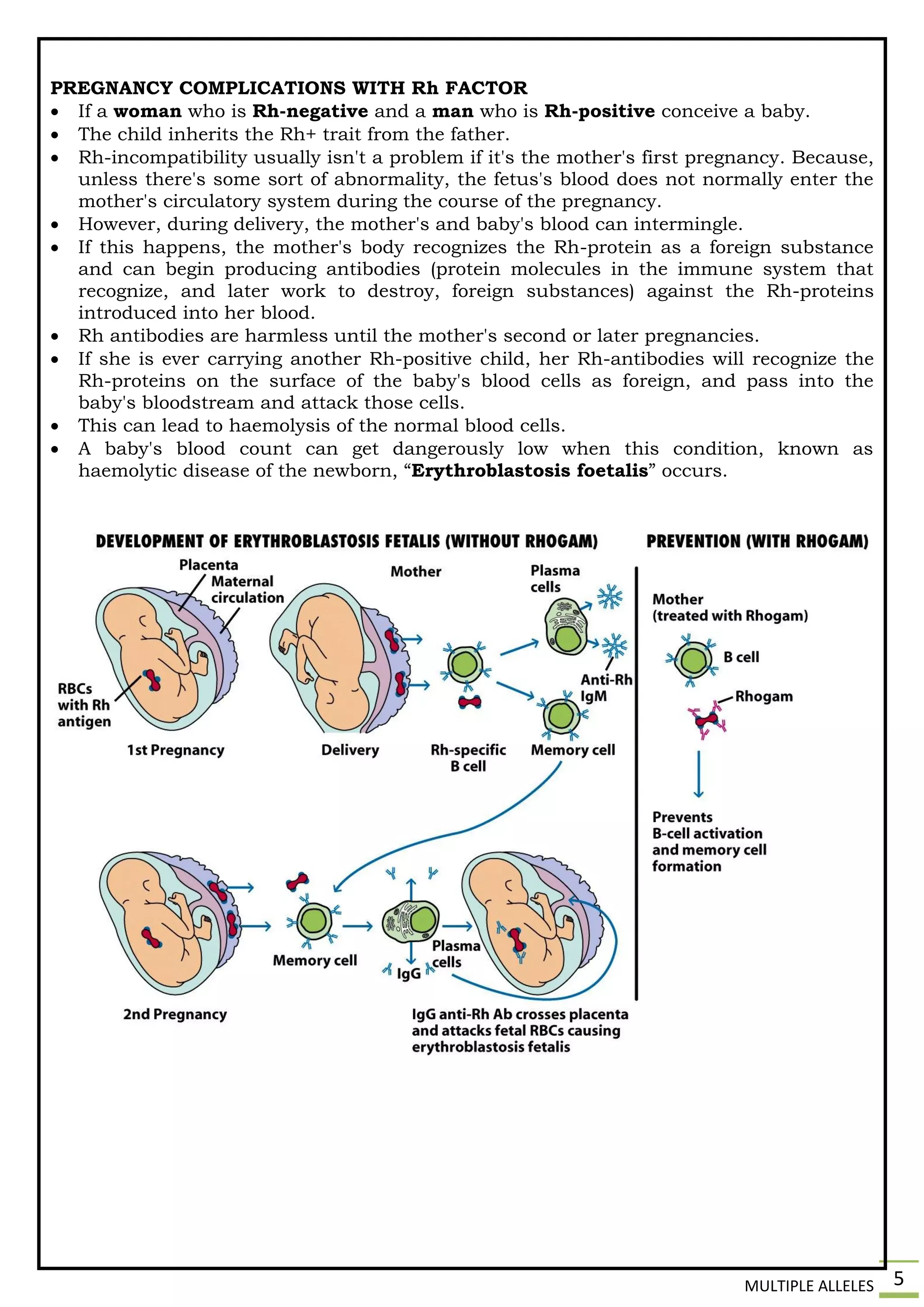 Multiple alleles - ABO blood group, Rh Factor, Erythroblastosis ...