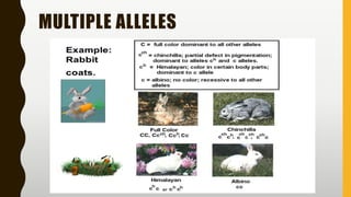Multiple alleles | PPTX