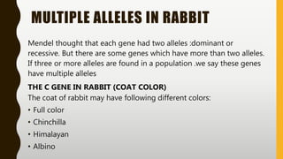 Multiple alleles | PPTX
