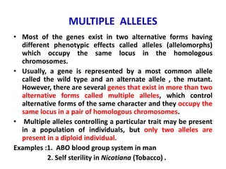 Multiple Alleles Examples