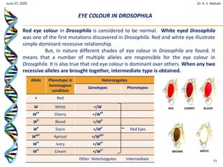 Multiple Alleles Eye Color