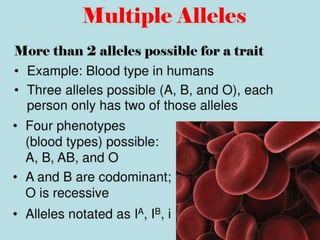 Multiple Alleles.pptx
