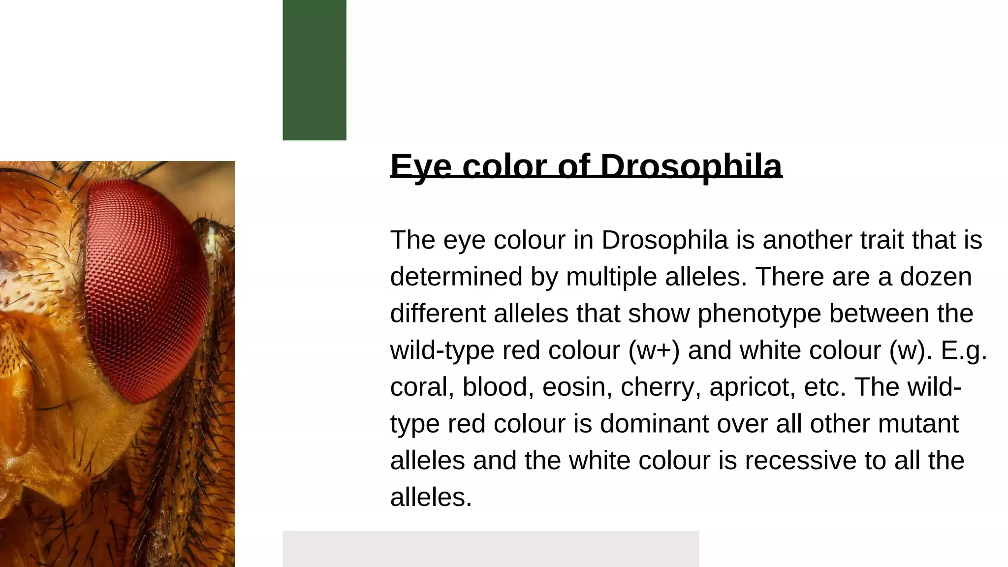 Multiple alleles.pdf