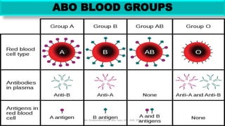 MULTIPLE ALLELES AND BLOOD GROUPING | PPTX