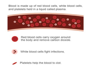 Understanding Multiple Allelism in Genetics | PPT