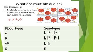 Multiple Allelism. Blood type in humans shows multiple allelism. | PPTX