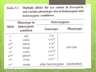 multiple allelism | PPTX