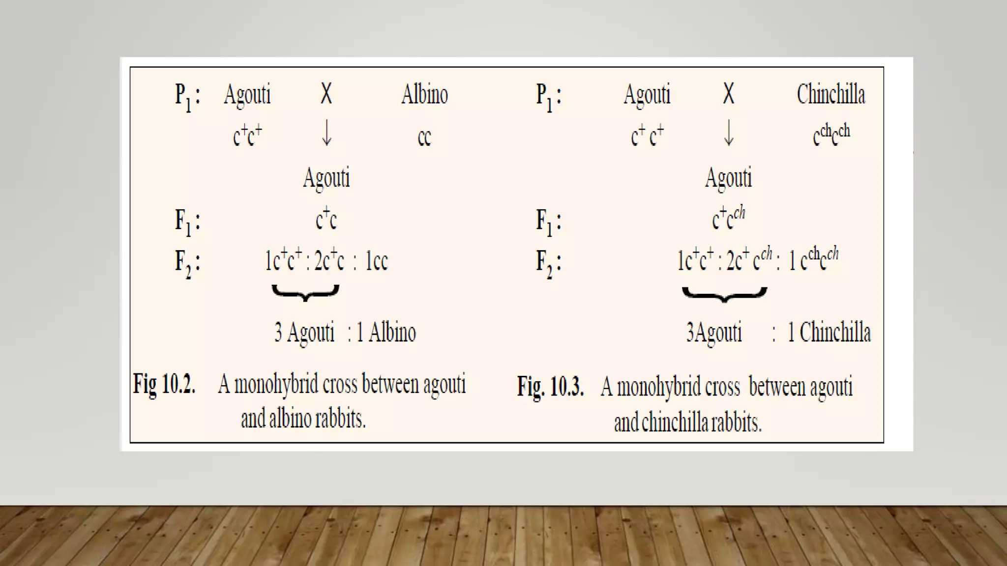 Multiple allele of rabbit coat color | PPTX
