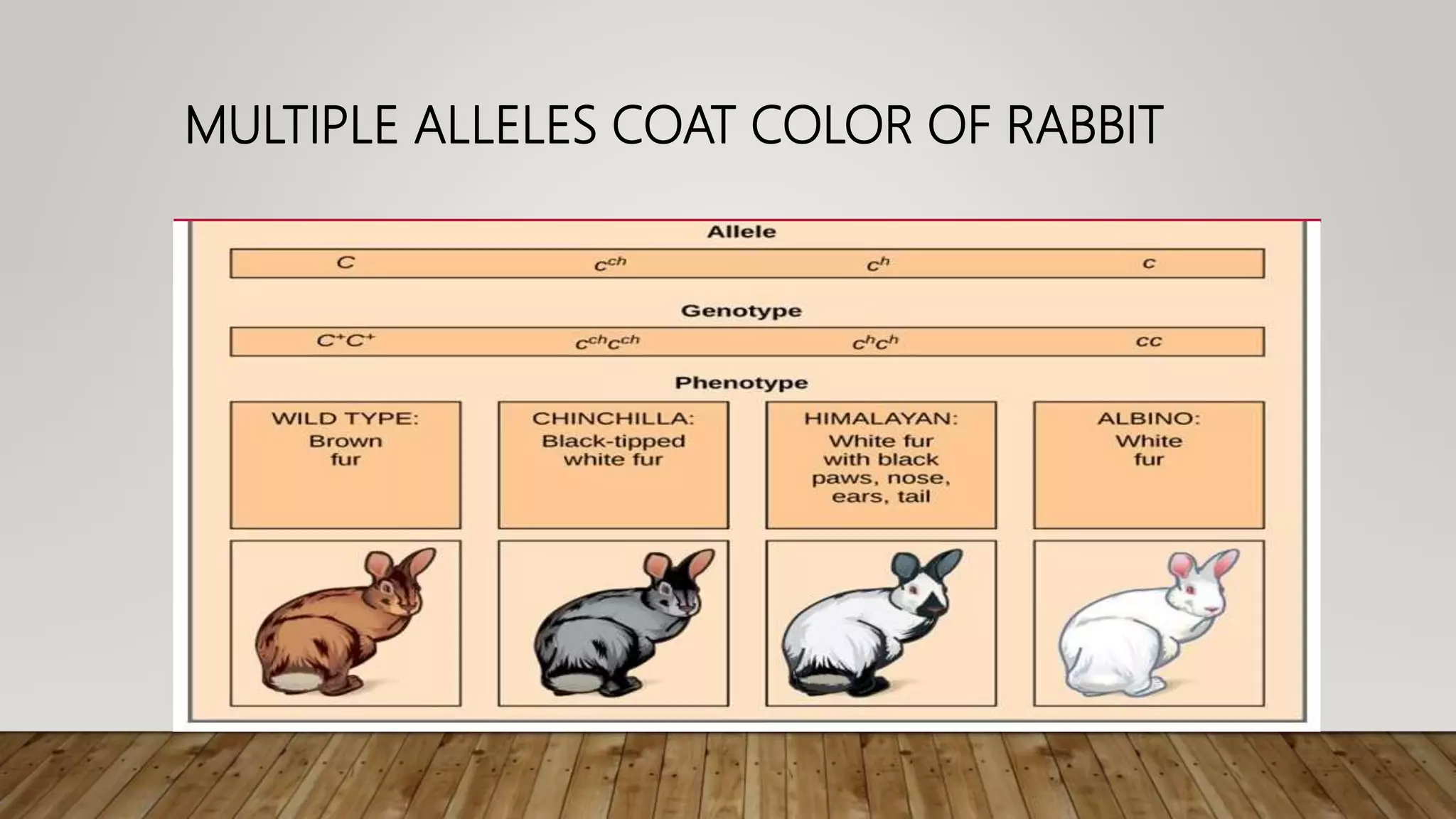 Multiple allele of rabbit coat color | PPTX