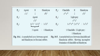 Multiple allele of rabbit coat color | PPTX
