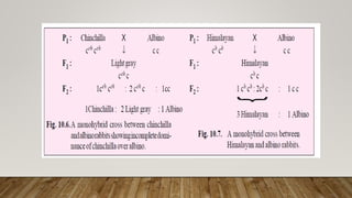 Multiple allele of rabbit coat color | PPTX
