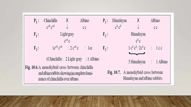 Multiple allele of rabbit coat color | PPTX