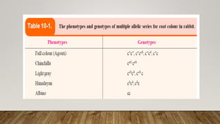 Multiple allele of rabbit coat color | PPTX