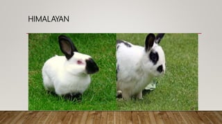Multiple Alleles Rabbits