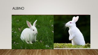 Multiple Alleles Rabbits