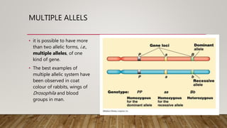Multiple allele of rabbit coat color | PPT