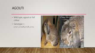 Multiple Alleles Rabbits