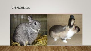 Multiple Alleles Rabbits