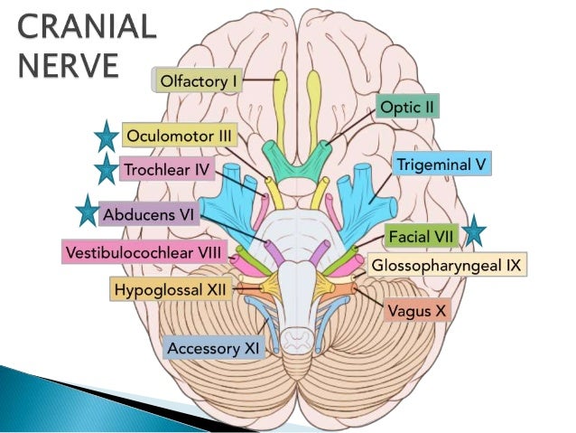 Multiple cranial nerve palsy final