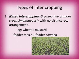 Multiple cropping systems | PPTX