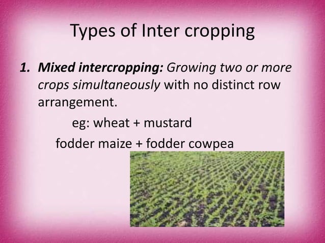 Multiple cropping systems | PPTX | Agriculture | Industries