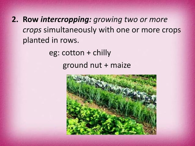 Multiple cropping systems | PPTX | Agriculture | Industries