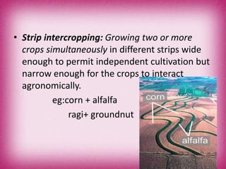 Multiple cropping systems | PPTX
