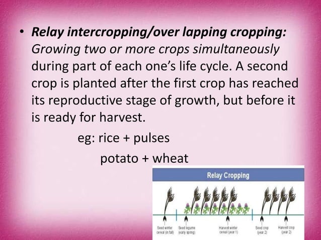 Multiple cropping systems | PPTX | Agriculture | Industries