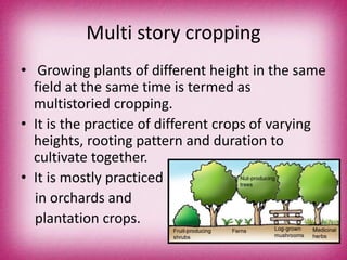 Multiple cropping systems | PPTX