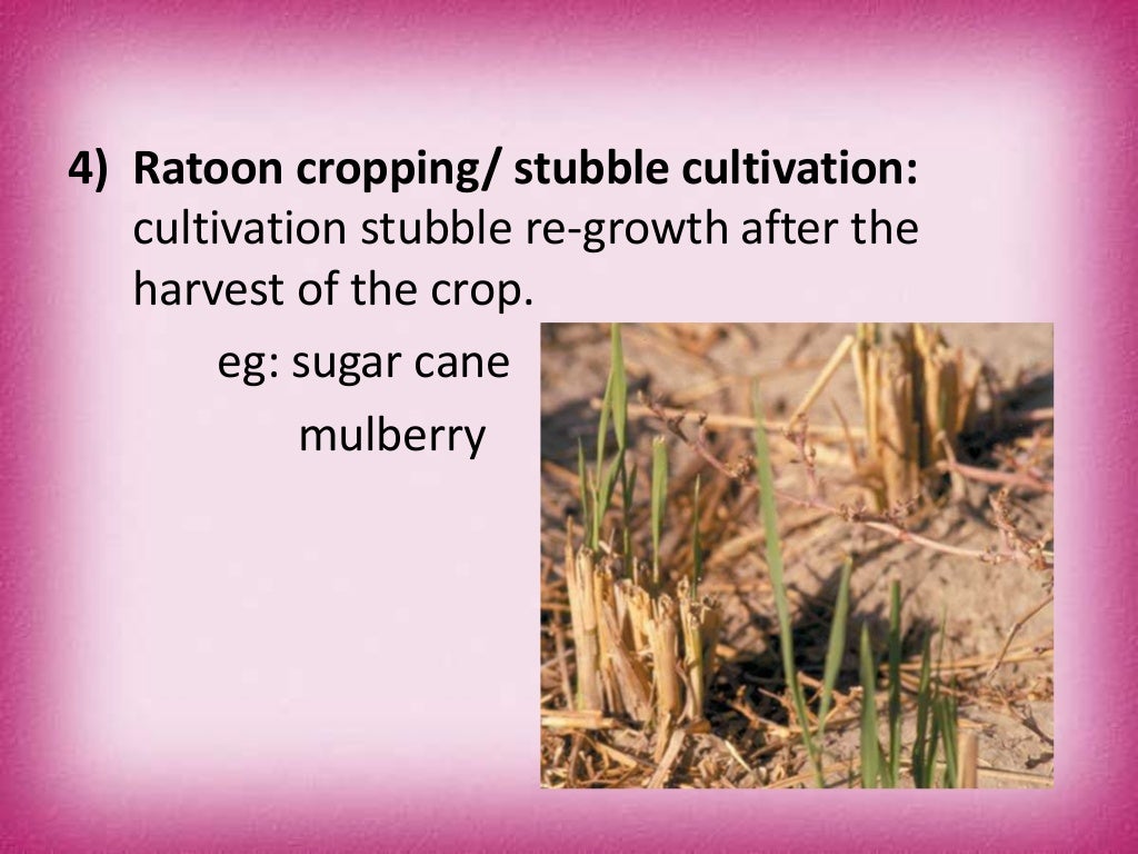 Multiple Cropping Systems multiple-cropping-systems