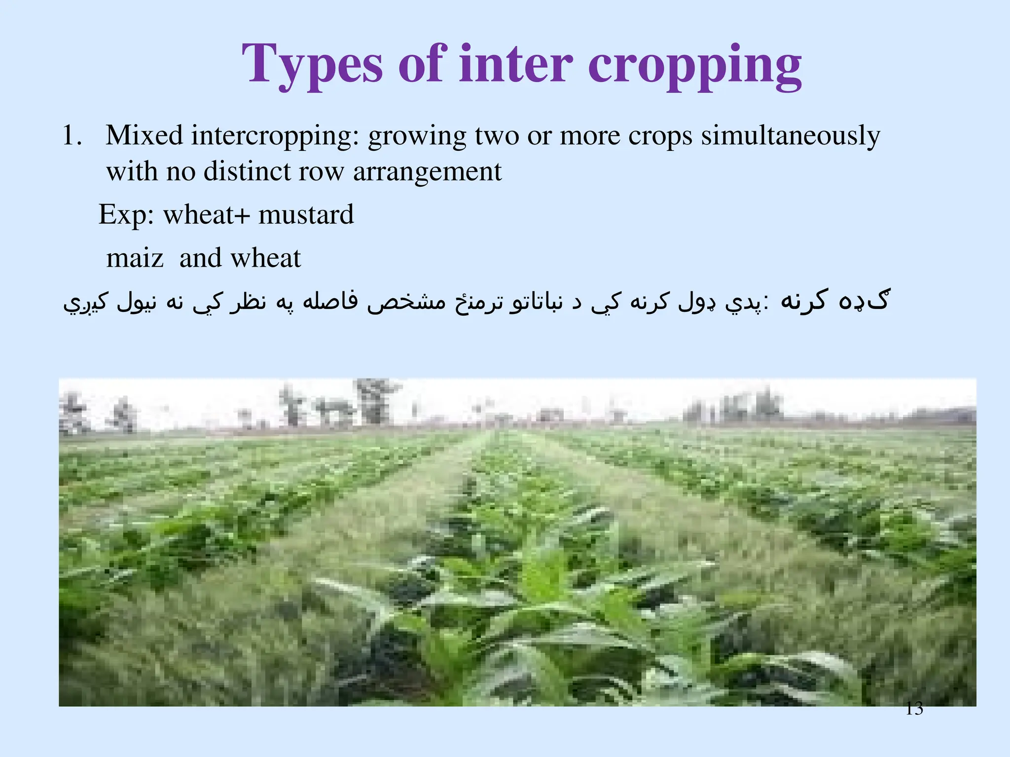 Multiple cropping farhdhhddjad safi 54.ppt
