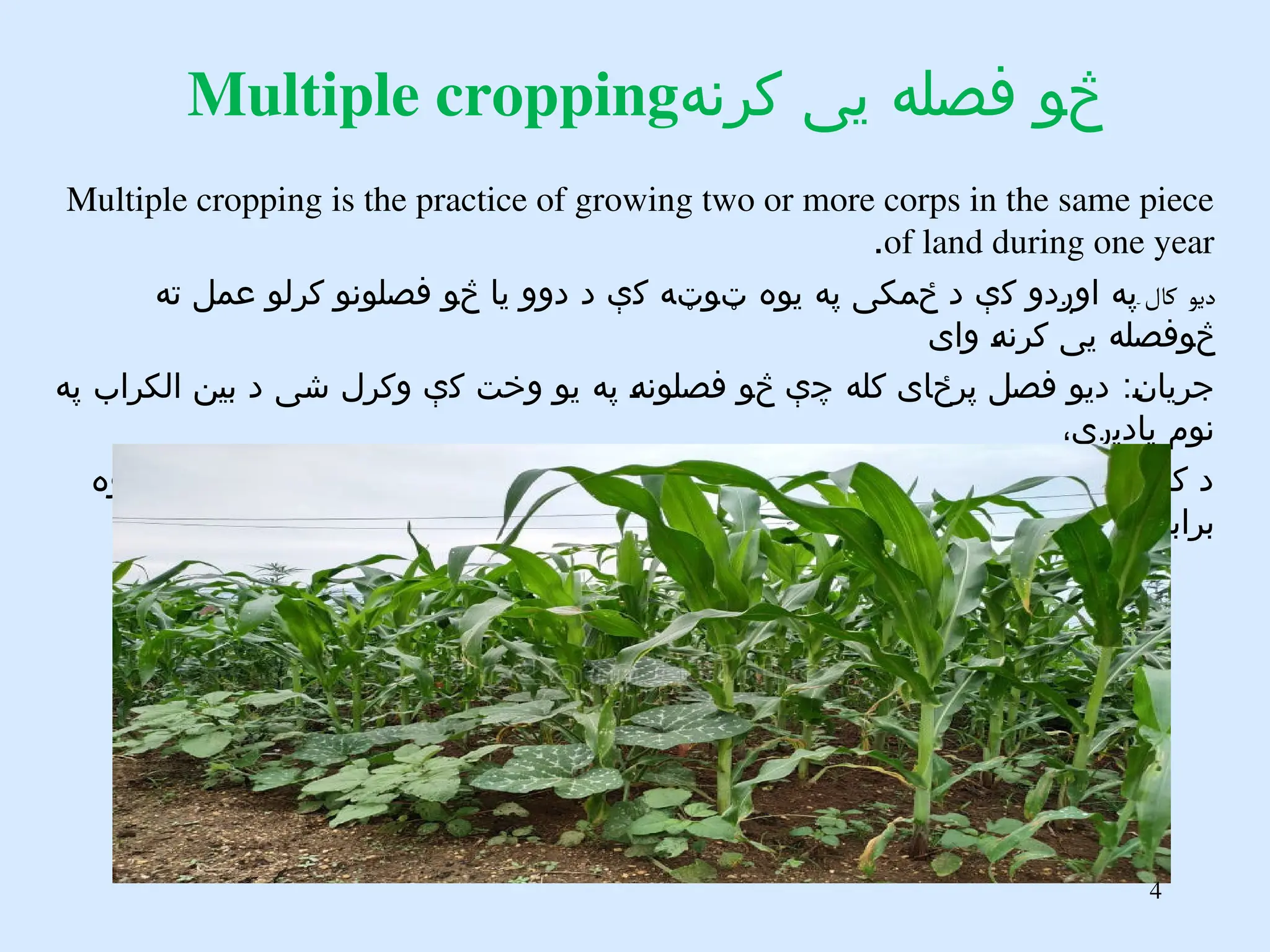 Multiple cropping farhdhhddjad safi 54.ppt