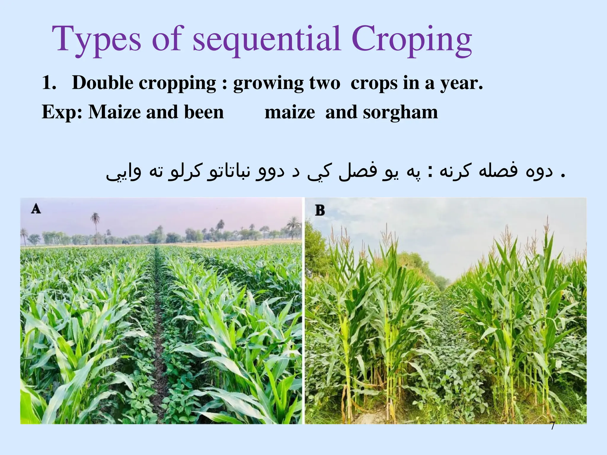 Multiple cropping farhdhhddjad safi 54.ppt