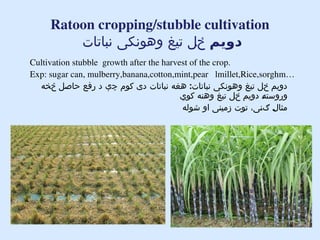 Multiple cropping farhdhhddjad safi 54.ppt