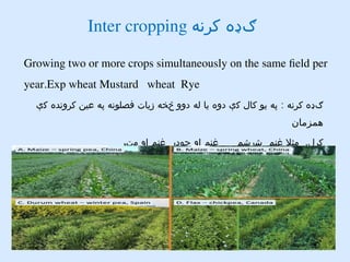 Multiple cropping farhdhhddjad safi 54.ppt