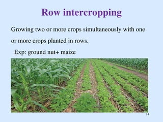 Multiple cropping farhdhhddjad safi 54.ppt