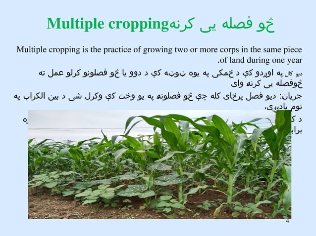 Multiple cropping farhdhhddjad safi 54.ppt