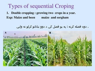 Multiple cropping farhdhhddjad safi 54.ppt