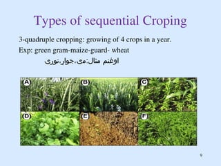 Multiple cropping farhdhhddjad safi 54.ppt