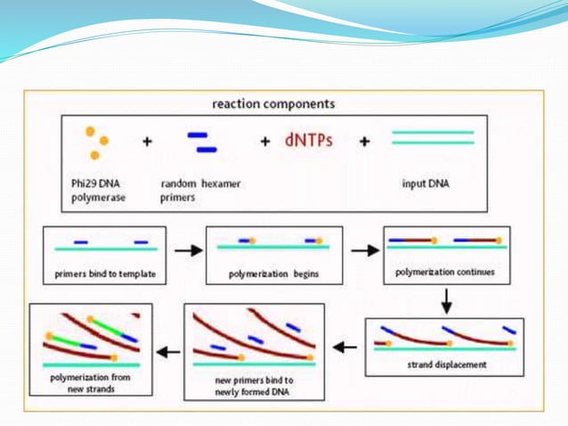 Multiple displacement amplification | PPTX