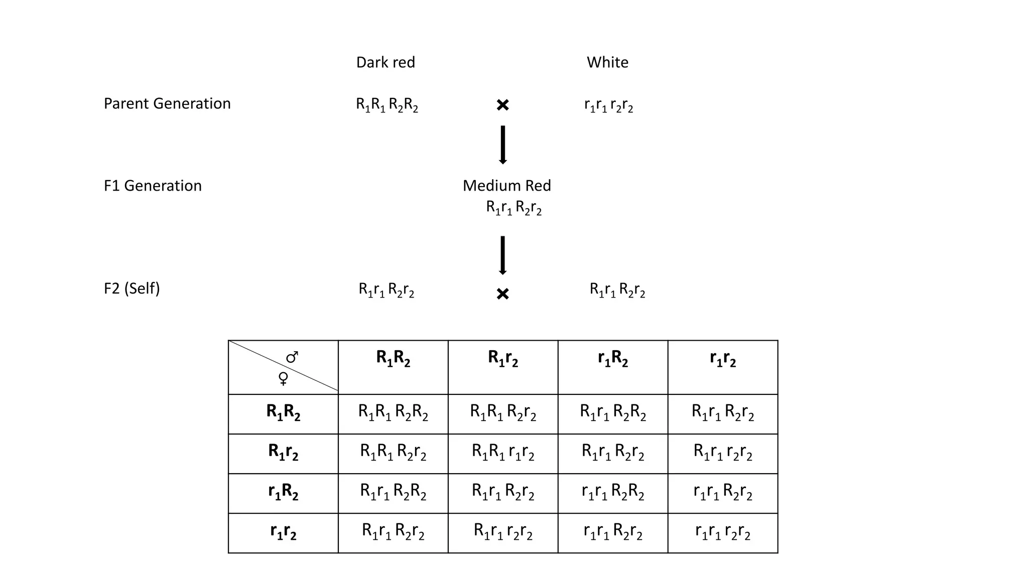 Multiple factor hypothesis | PPTX