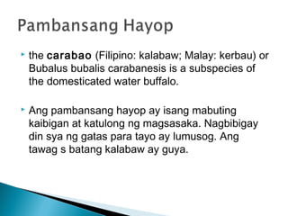 Multiplemouse kalabaw | PPT