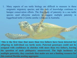 Multiple paternity in loggerhead turtle ( caretta caretta | PPT
