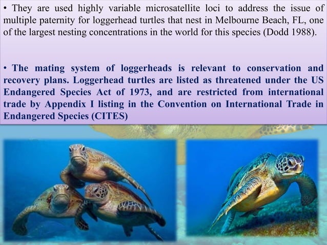 Multiple paternity in loggerhead turtle ( caretta caretta | PPT