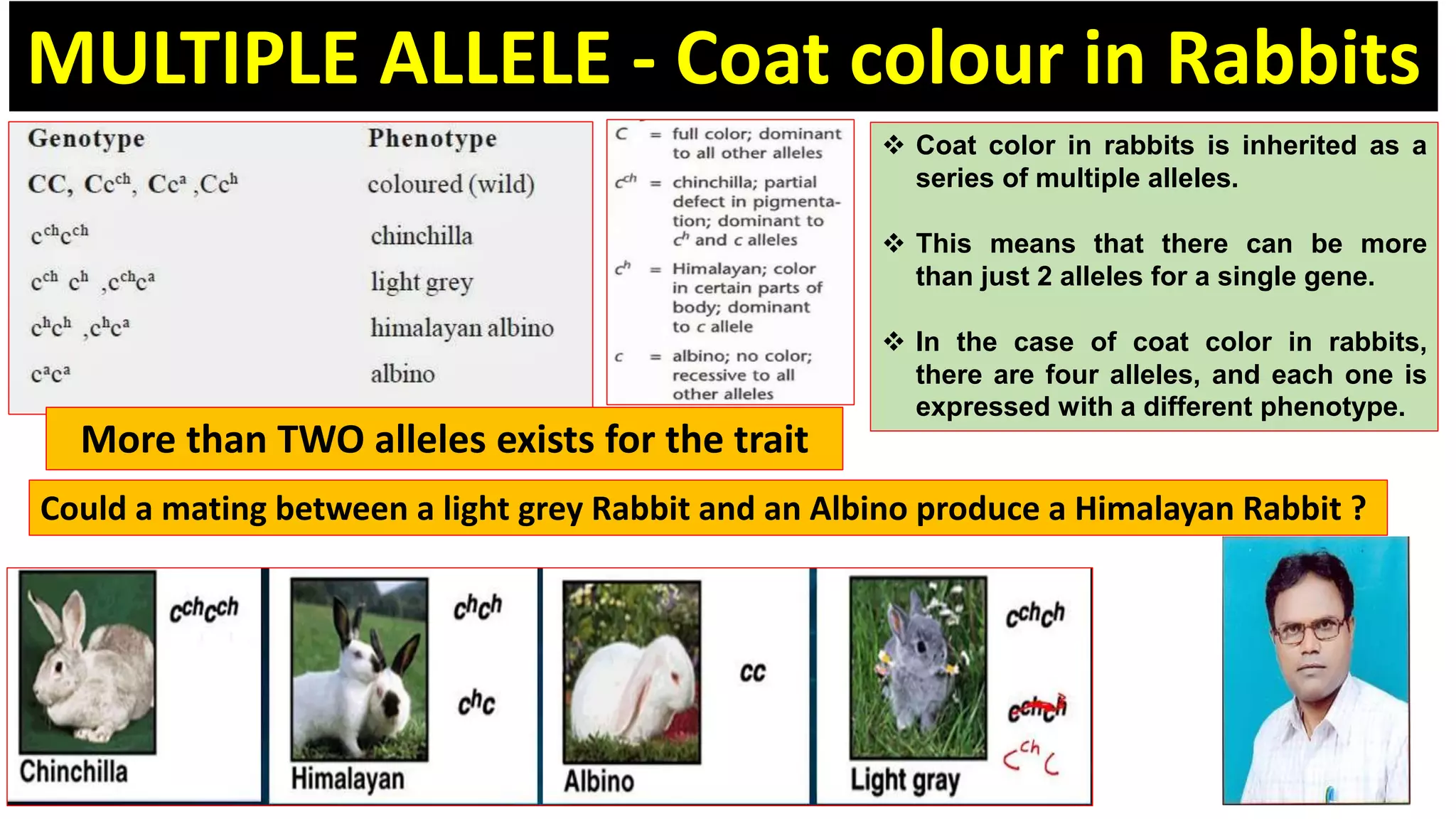 Multiple Alleles | PPTX