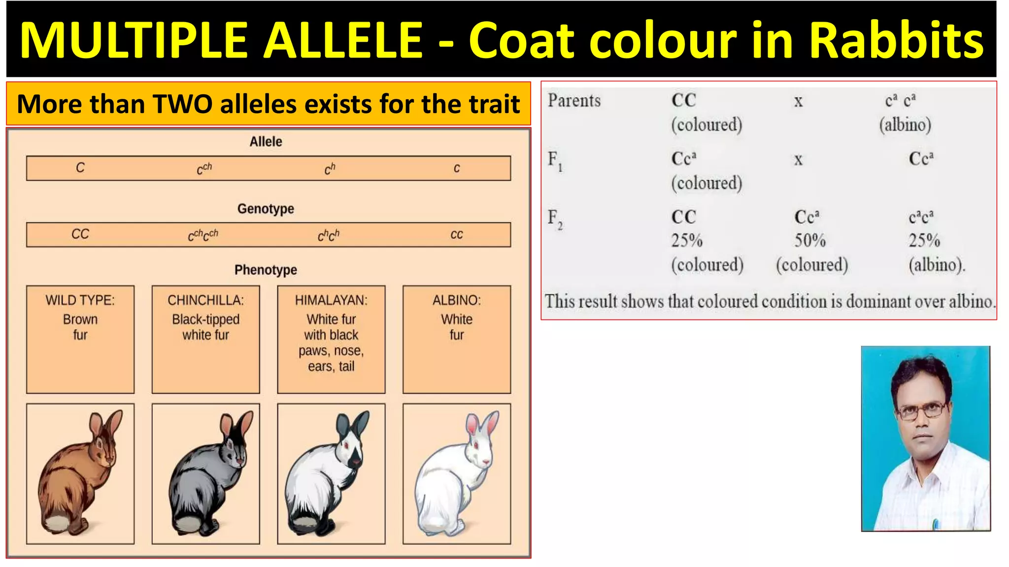 Multiple Alleles | PPTX