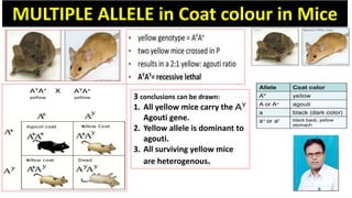 Multiple Alleles | PPTX
