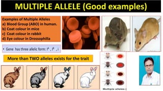 Multiple Allele Trait Examples