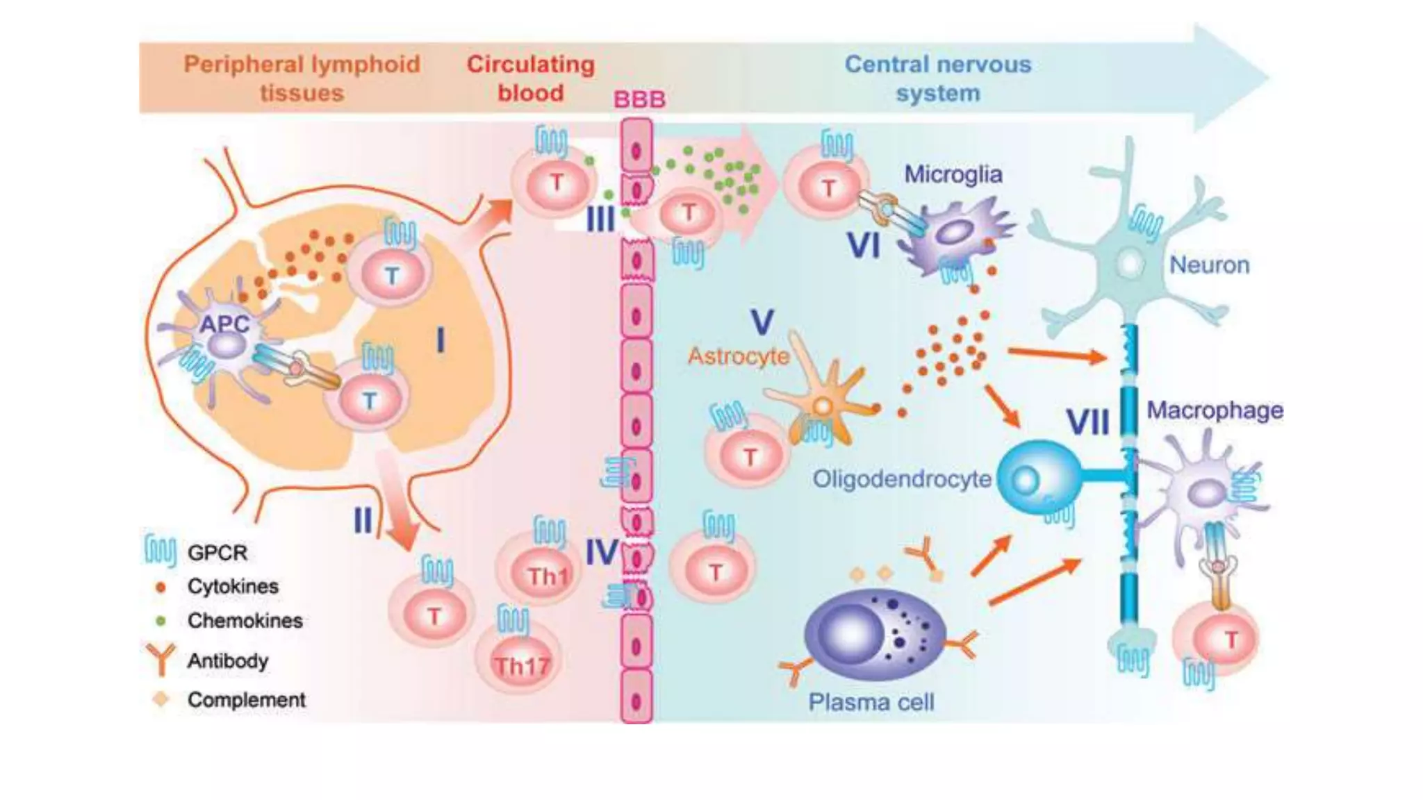 Multiple sclerosis, Types and Treatment | PPT