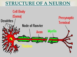 MULTIPLE SCLEROSIS | PPT